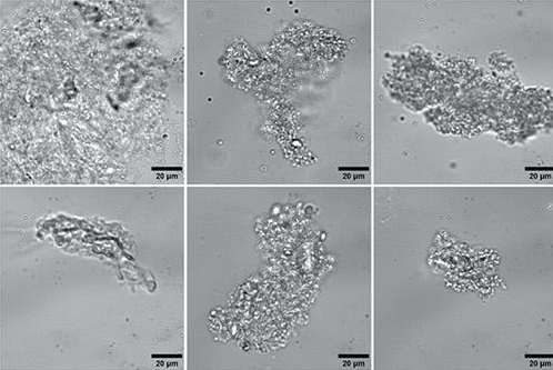 Publications - Freeman Lab